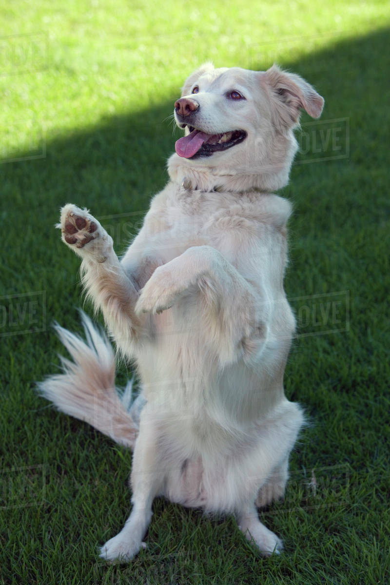 Tan Coloured Mixed Breed Dog On Haunches Begging, Canada, Alberta ...