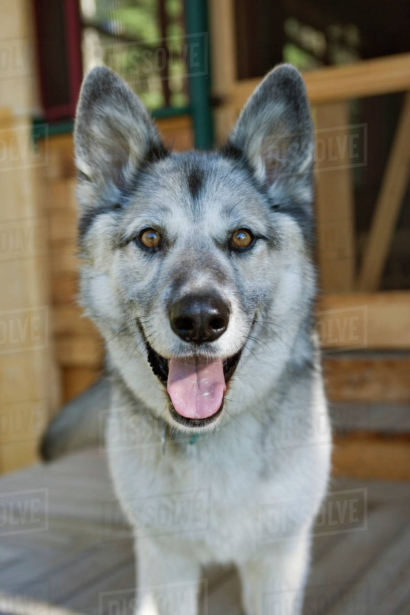 Do You Need A License To Breed Dogs In Canada