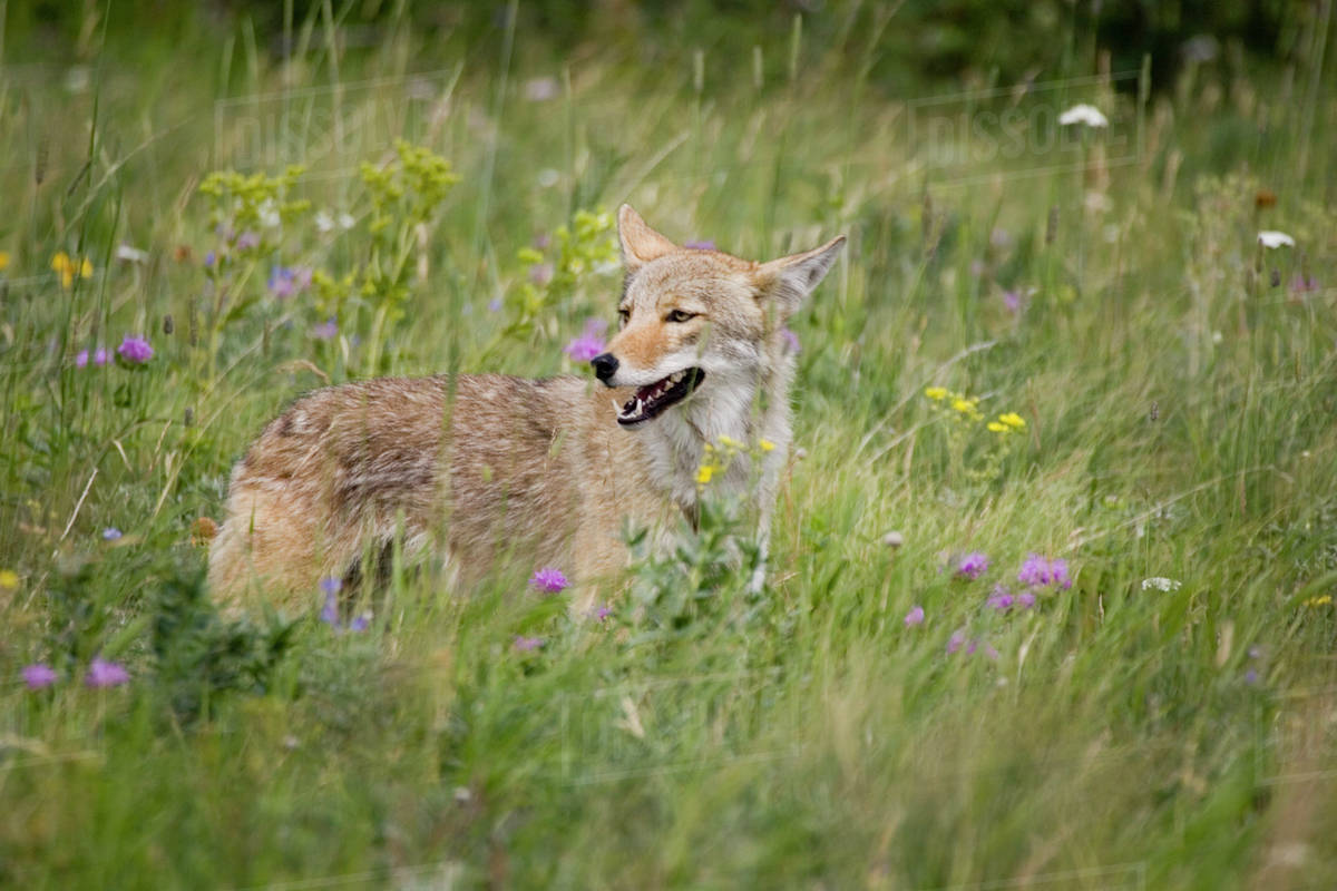 Coyote In Field In Rocky Mountain Foothills, Waterton Lakes National ...