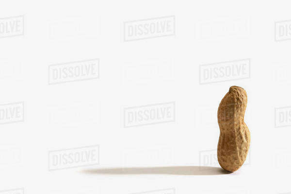 A Single Vertical Peanut - Stock Photo - Dissolve