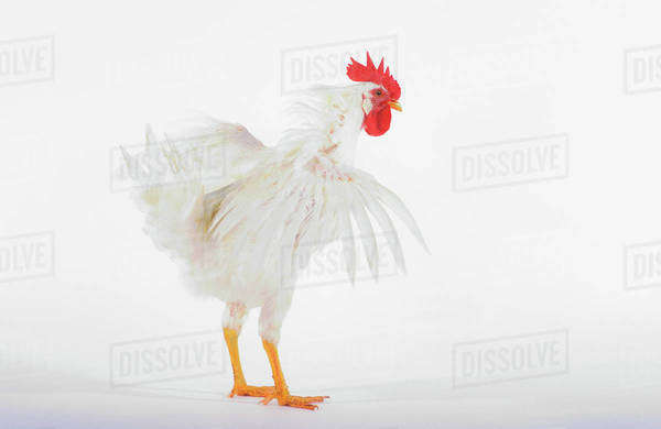 Rooster. - Royalty-free Stock Photo | Dissolve