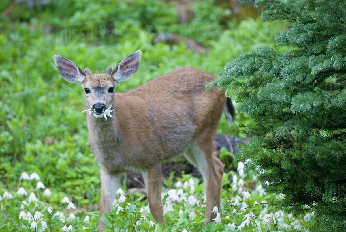 Mule Deer Eating Avalanche Lilies. National Olympic Park, Washington ...