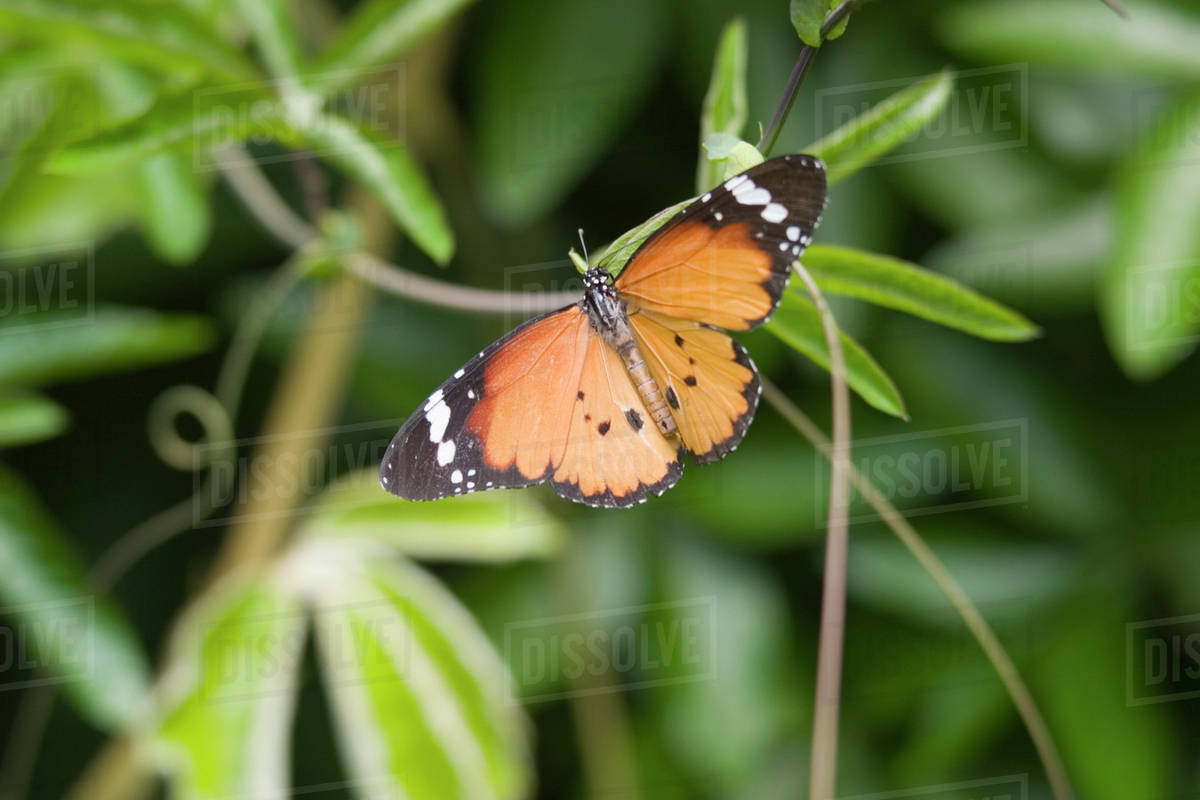 Plain Tiger Butterfly (Danaus Chrysippus) Basking On Leaf, Butterfly ...