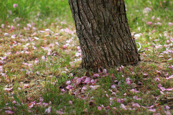 Fallen Cherry Blossoms (Prunus Serrulata) Presents A Clear Picture Of ...
