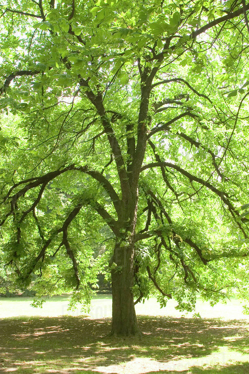 Tree, Poland - Royalty-free Stock Photo | Dissolve