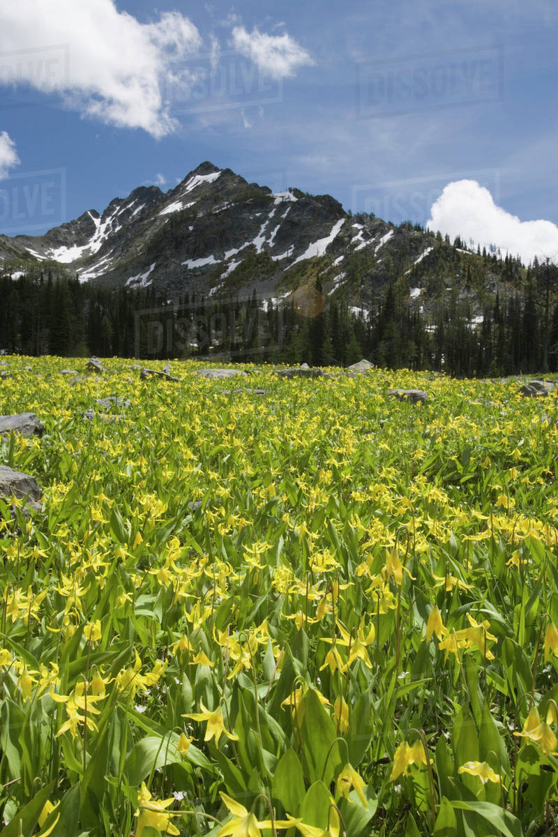 Glacier Lilies Carpet The Alpine Meadows In The Steeples Range, East ...