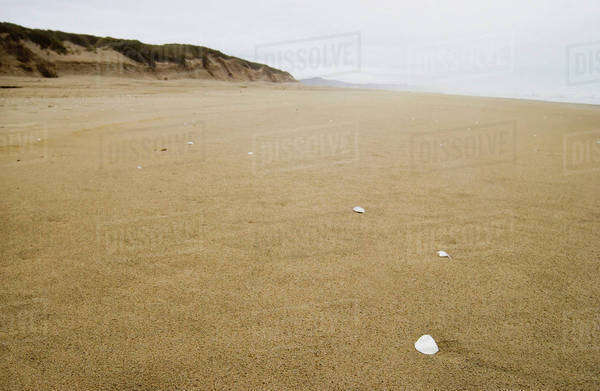 Sandy Beach And White Shells On A Foggy Day, Oregon Coast, Oregon, Usa ...