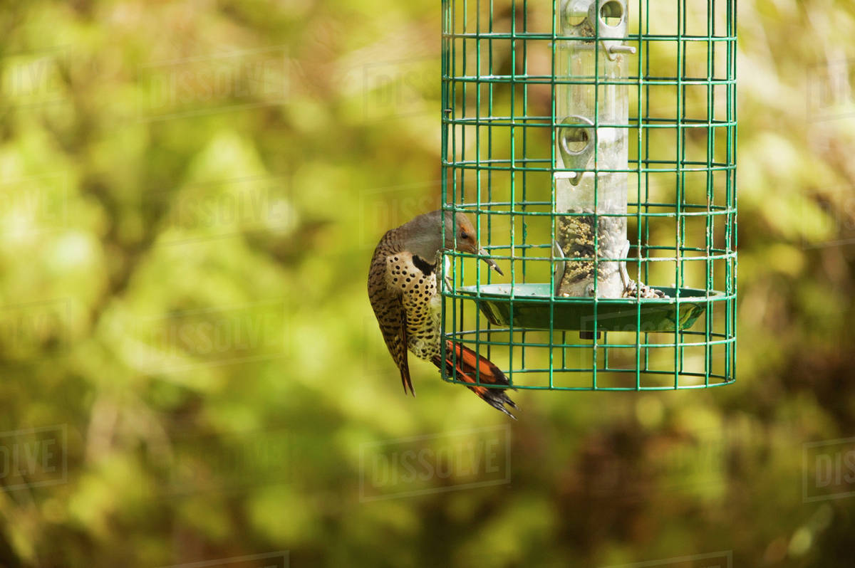 Flicker Sneaking Food From A Birdfeeder, West Vancouver, B.C. - Stock ...