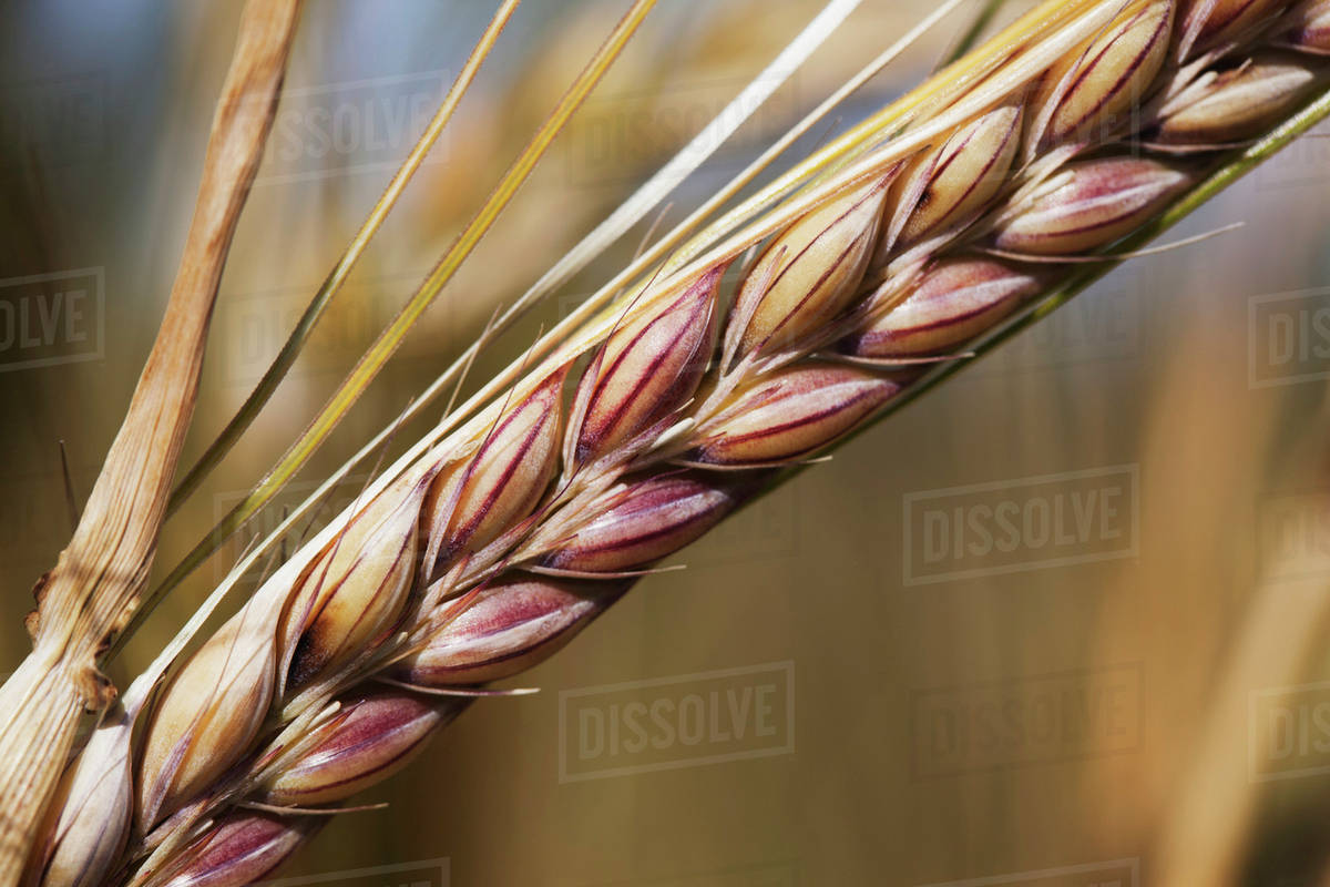 Close Up Of Almost Ripe Barley Head; Alberta, Canada - Royalty-free ...