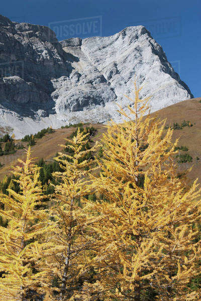 Golden Larch Trees In The Fall And A Mountain In The Distance With Blue ...