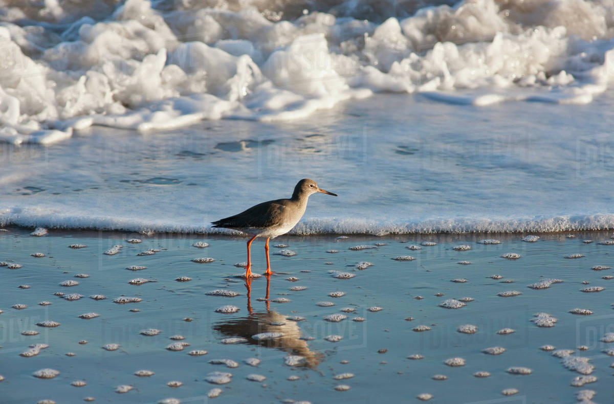 Redshank (Tringa Totanus); Northumberland, England - Royalty-free Stock ...
