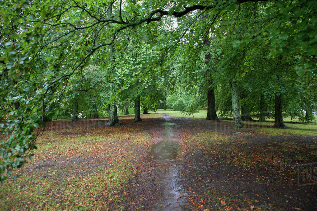 Wet Path Covered With Fallen Leaves And Lined With Lush Trees; Uppsala ...
