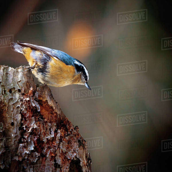 A Small Bird With Gold And Blue Feathers Stands On A Tree Stump ...