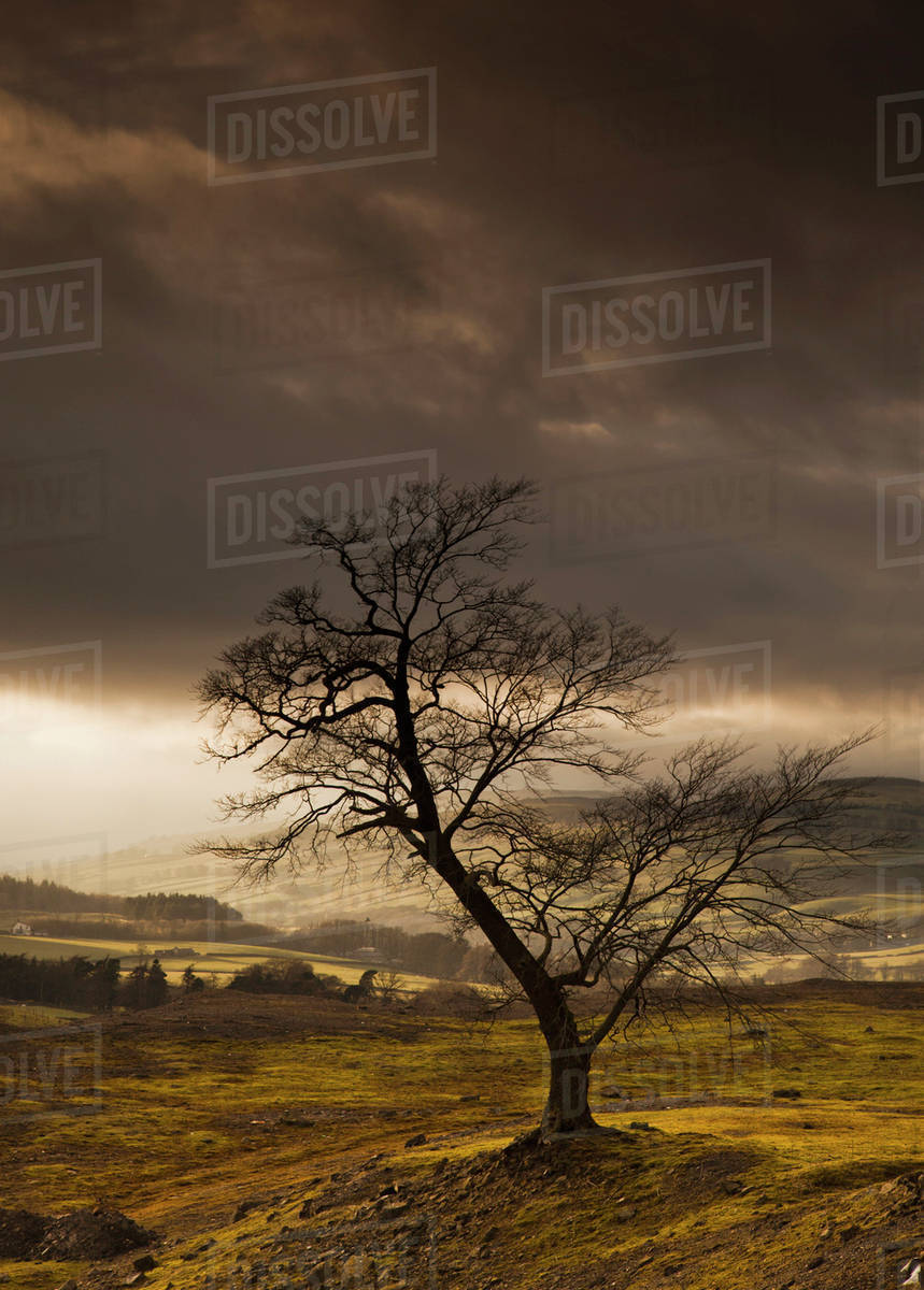 A Leafless Tree With Dark Clouds Overhead; Northumberland, England ...