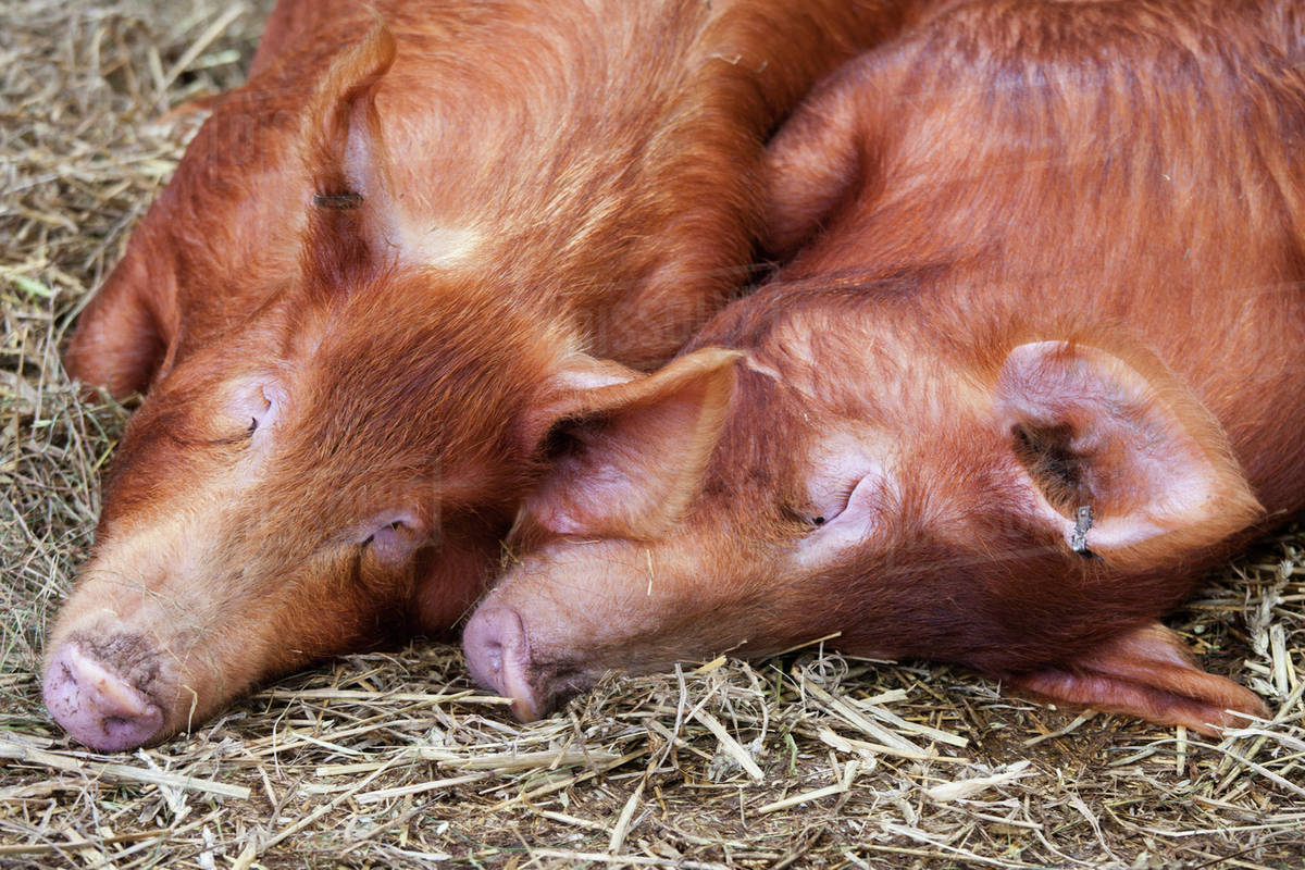 Two Pigs Laying Side By Side In The Hay; Newcastle, Northumberland ...