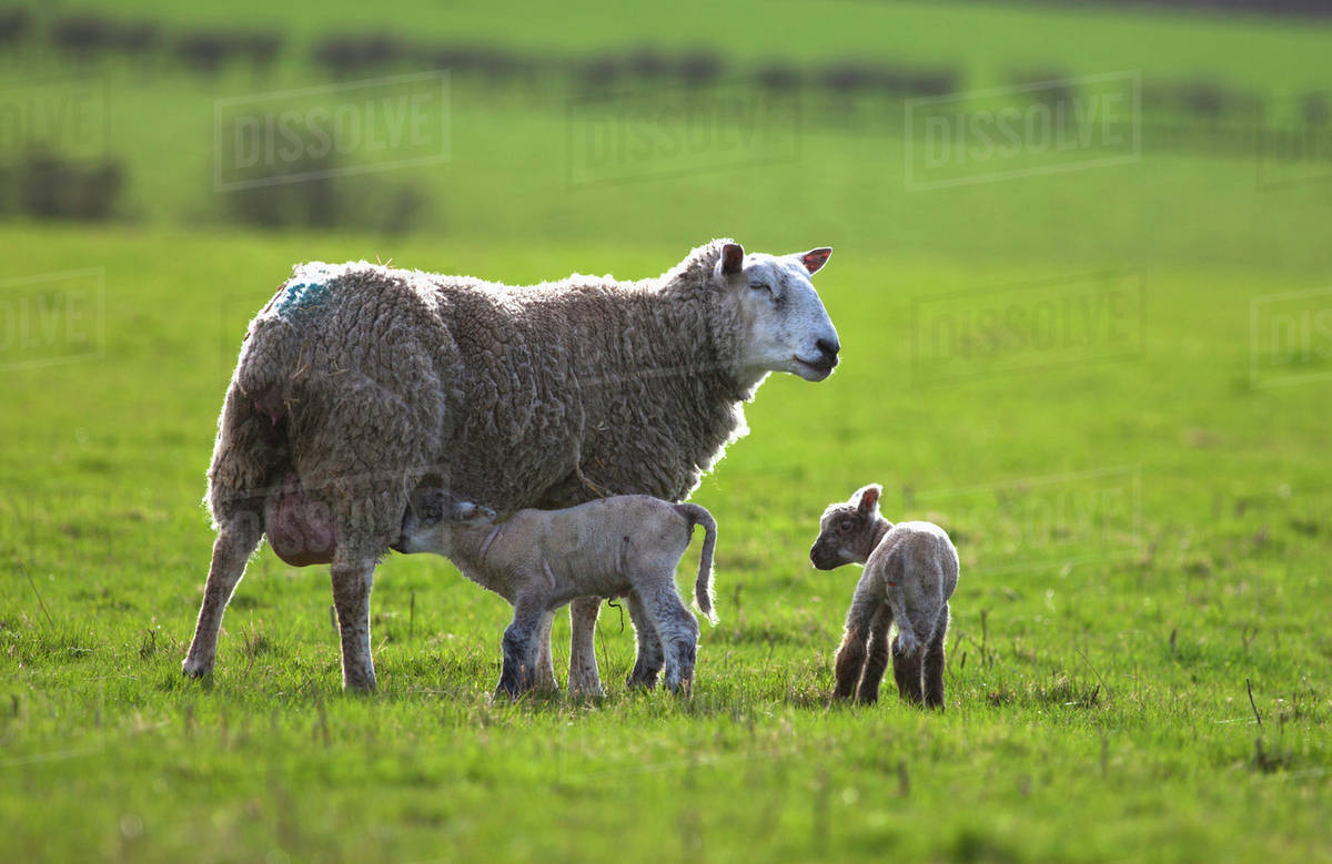 Two Lambs And A Sheep One Lamb Nursing; Northumberland, England - Stock ...