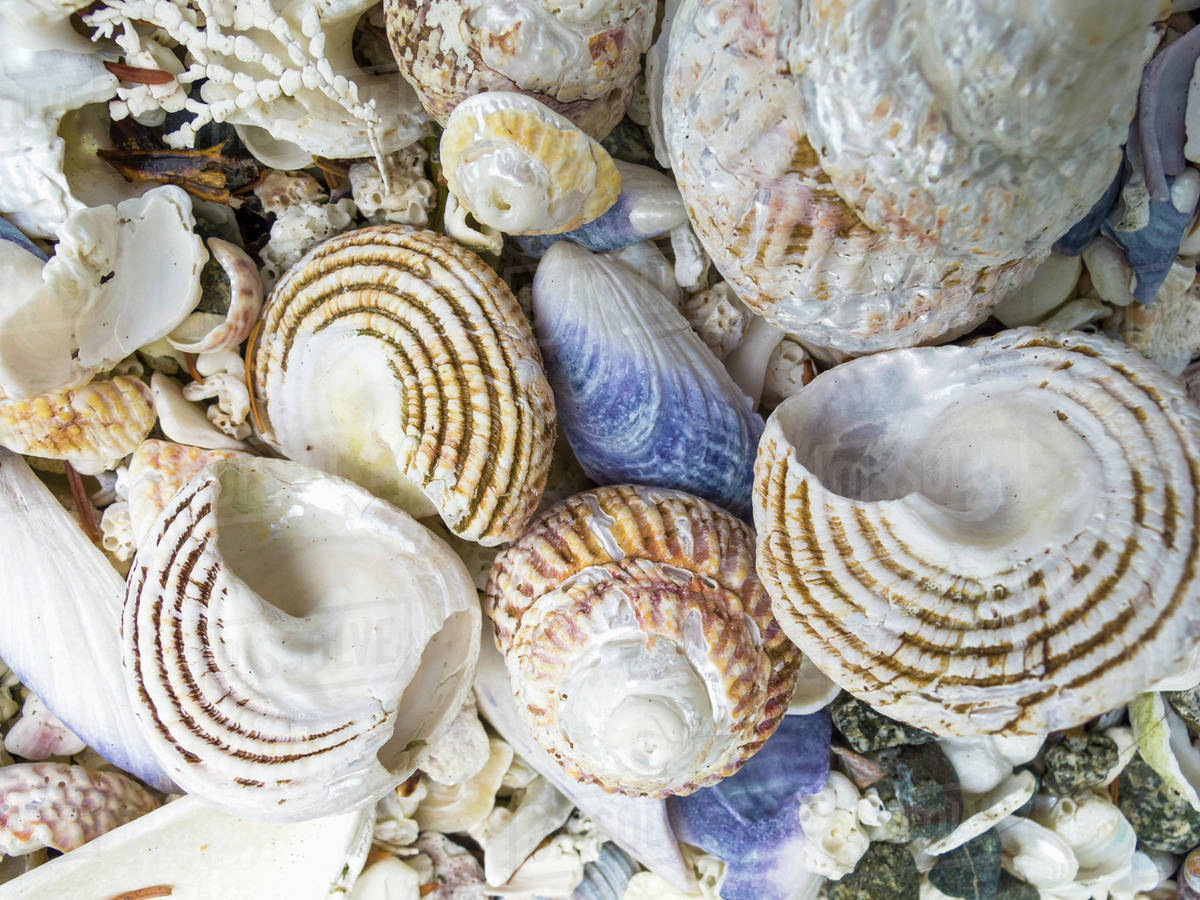 Shells Of All Sizes Shapes And Colors On The Beaches Of Barkley Sound ...