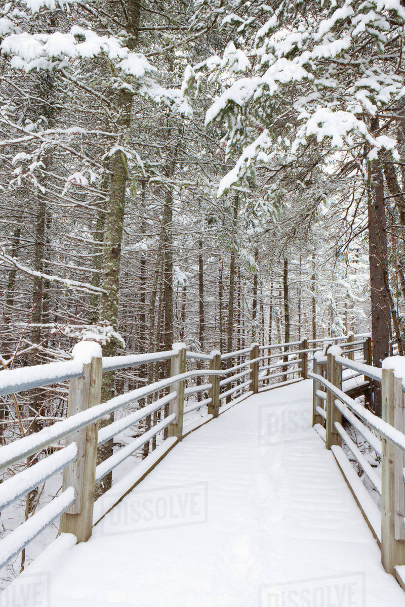Wooden Walkway And Railings Covered With Snow In A Forest In Winter ...