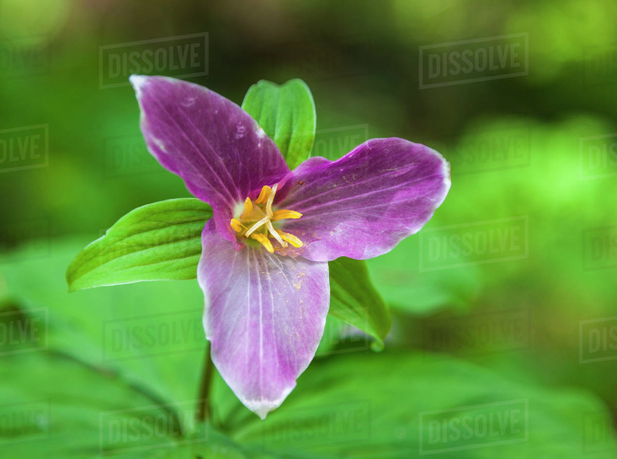 A Trillium Has Changed Its Colour From White To Pink In The Last Stages ...