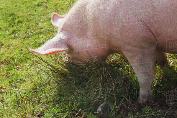 Adult pig rooting in grass for food;County kerry ireland - Royalty-free ...