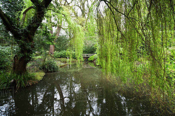 Pond with over hanging trees;Sussex england - Royalty-free Stock Photo ...