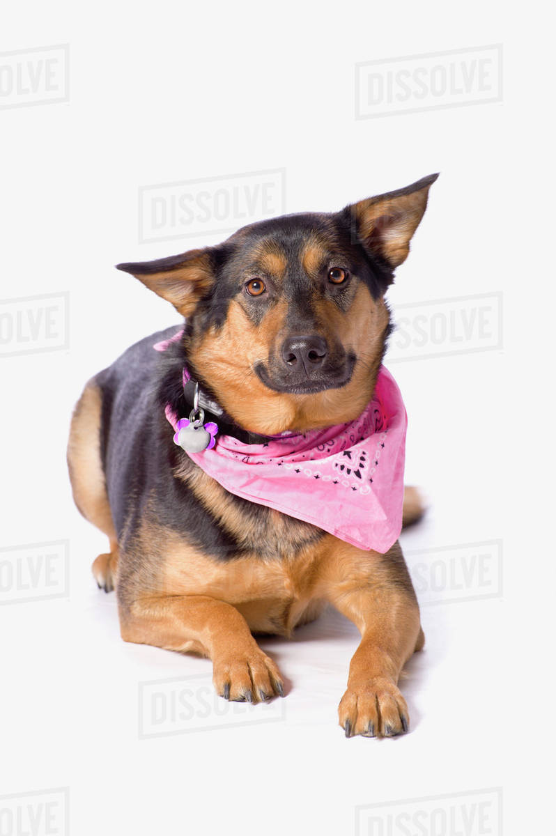 Female german shepherd on a white background;St. albert alberta canada ...