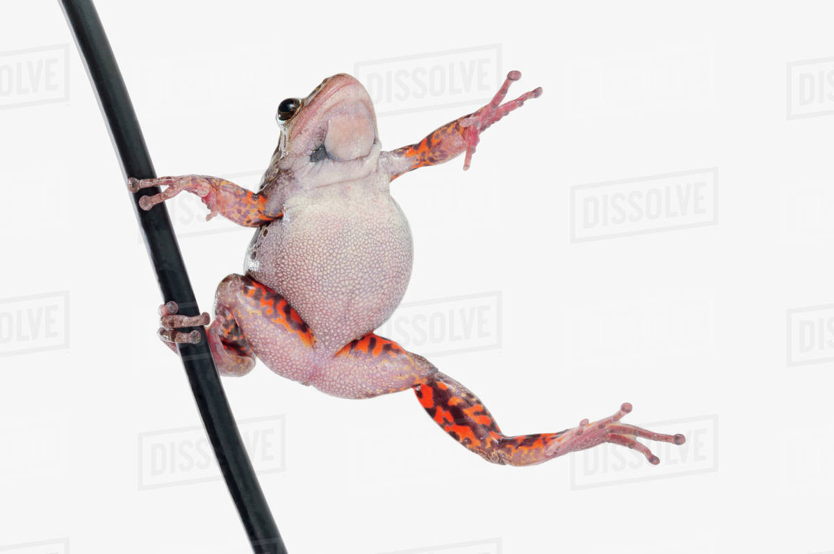 Frog dancing in the rain on a pole;Alberta canada - Royalty-free Stock ...