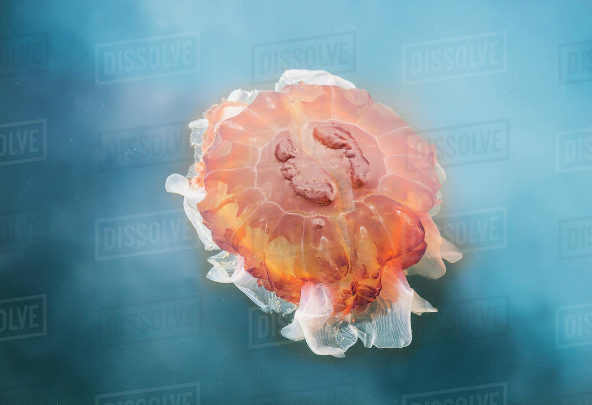 The lion's mane jellyfish (cyanea capillata) is the largest known ...
