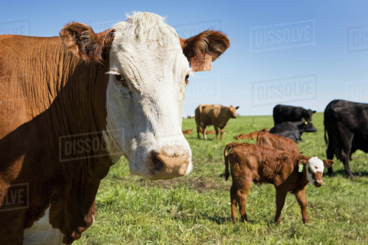 Close up of cow with calf in the background in a field of cattle with ...