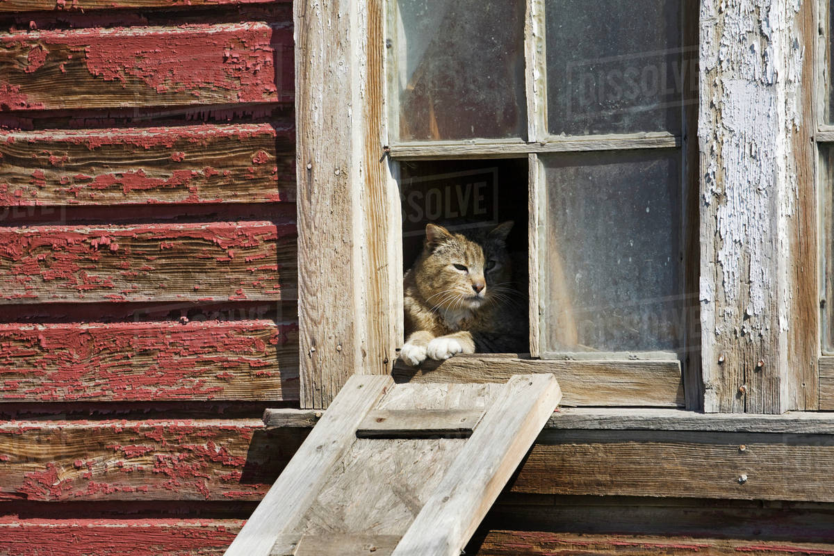 Close up of cat looking out of a broken window of a rustic wooden barn ...