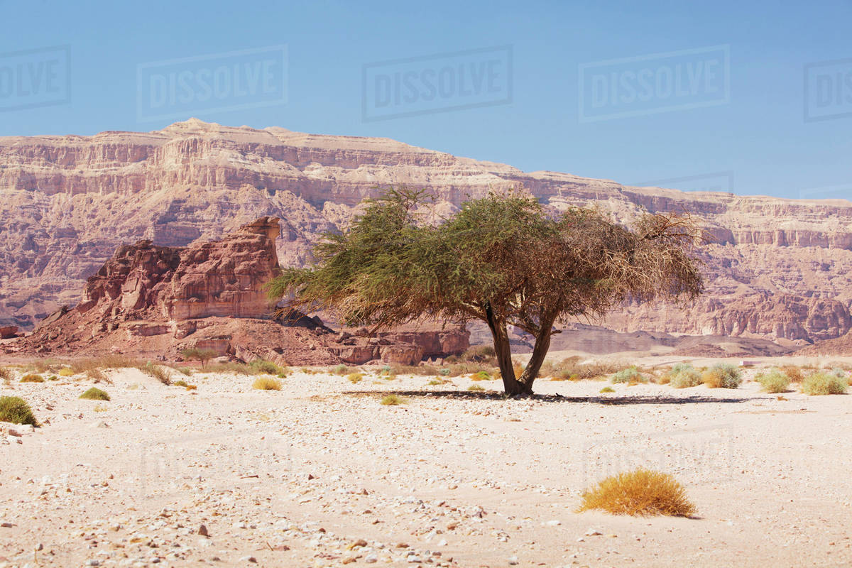 Acacia tree in an arid landscape;Timna park arabah israel - Royalty ...