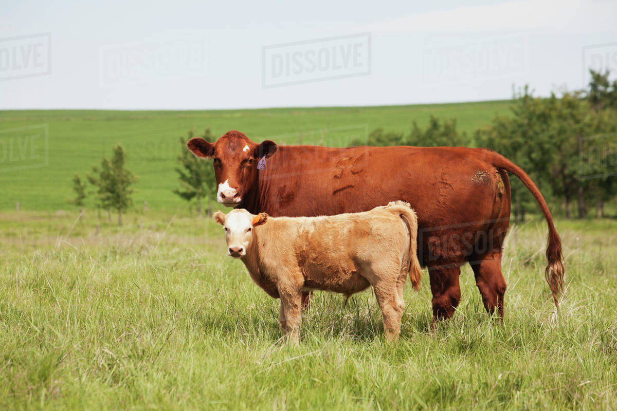 A mother cow and calf in a field with rolling hills in the background ...