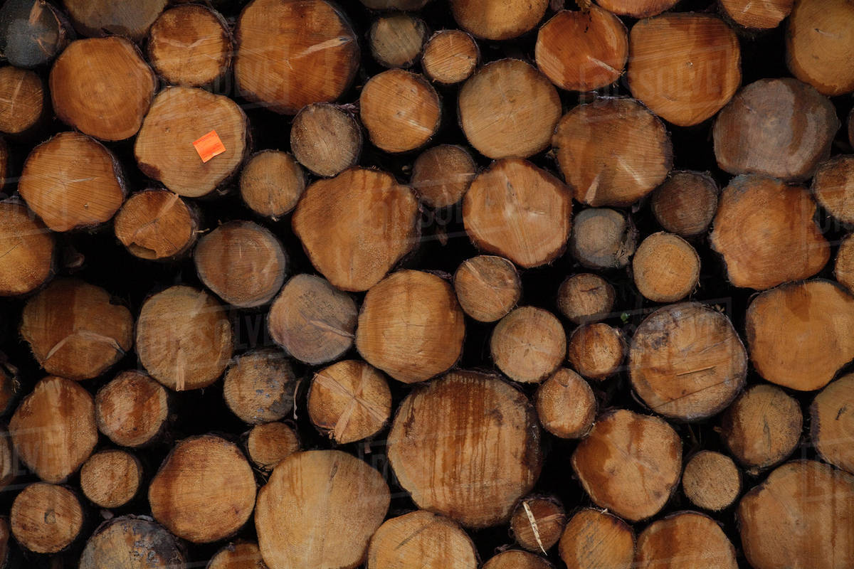 Stacked Sitka Spruce Logs Harvested From Chiniak Area, Kodiak Island ...
