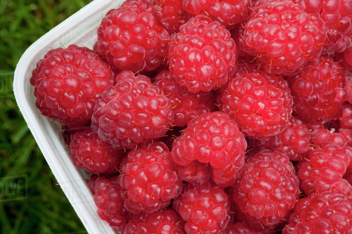 Close Up Of Ripe Red Raspberries In A Container, Kodiak Island ...