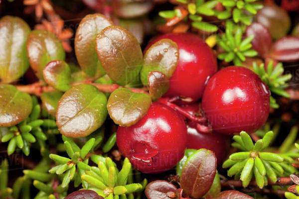Macro View Of Lowbush Cranberry Growing In Alpine Area On Pillar ...