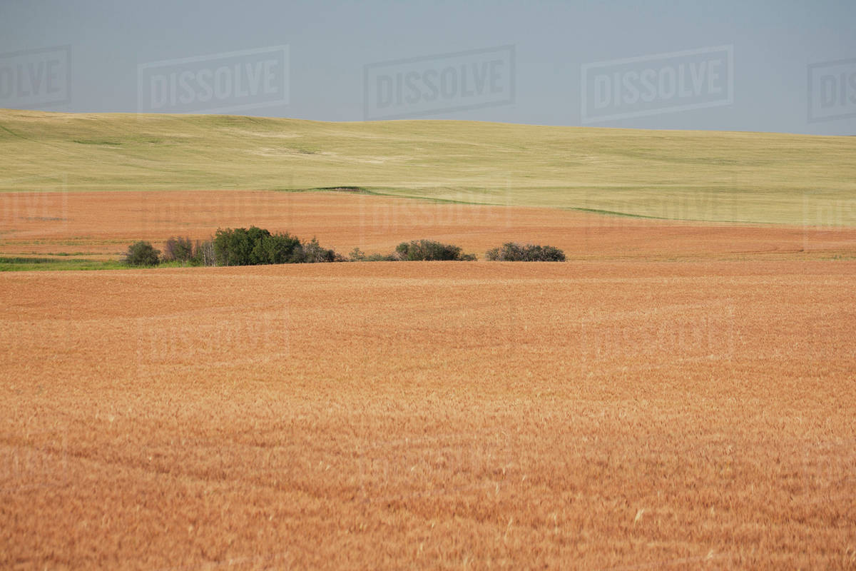 Ripe wheat field with rolling hills in the background and blue sky near ...