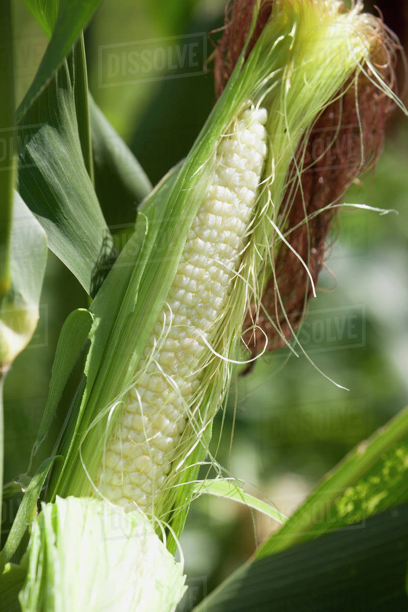 Close up of an ear of corn with the husk pulled back showing corn ...