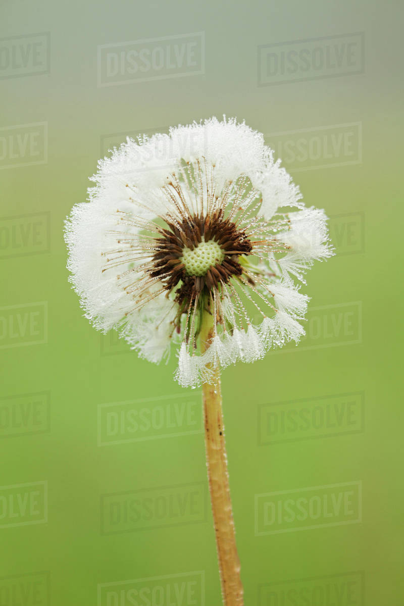 Dandelion puff covered with dew;Thunder bay ontario canada - Royalty ...