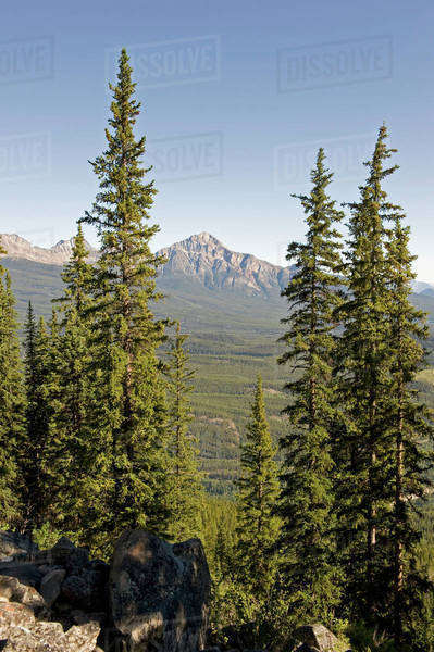 Tall coniferous trees and the canadian rocky mountains;Alberta canada ...