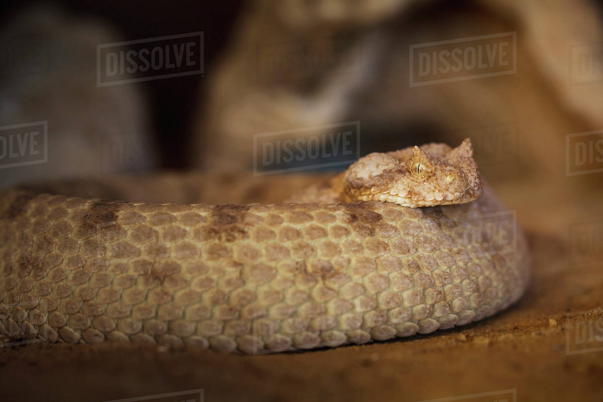 Viper snake;Israel - Stock Photo - Dissolve