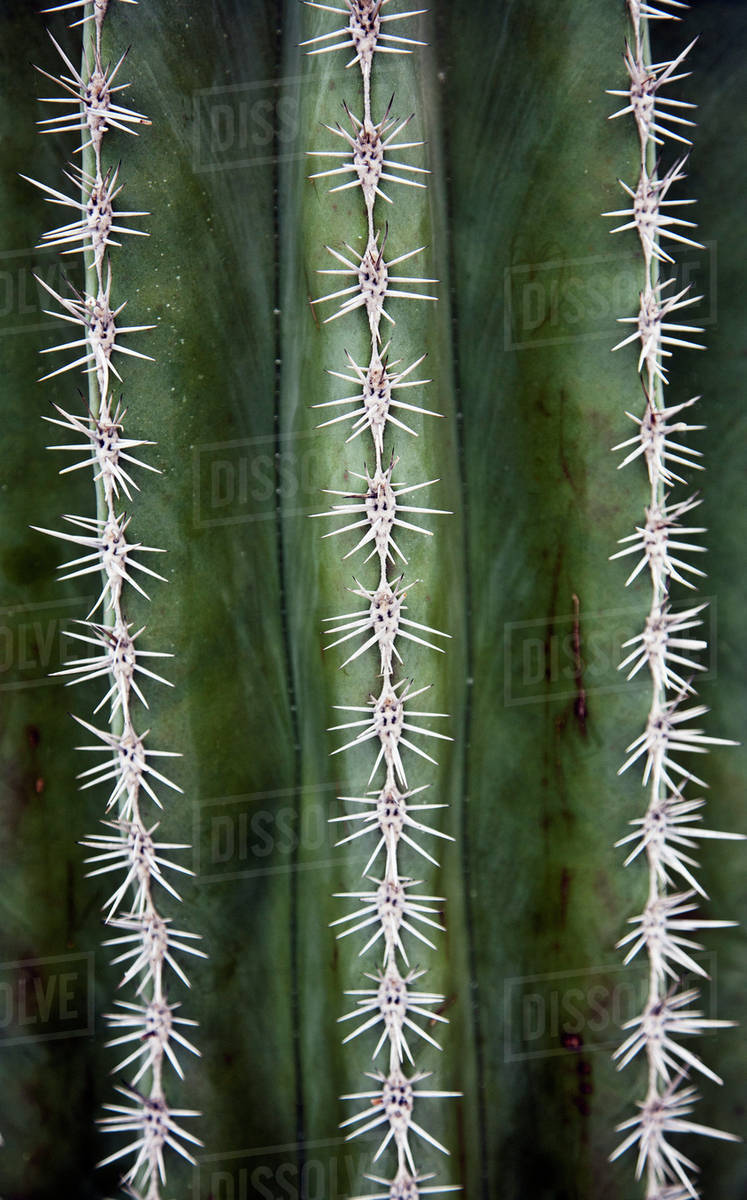Cactus needles;Venlo holland - Royalty-free Stock Photo | Dissolve