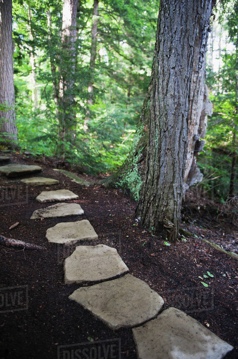 Stepping Stone Pathway In A Forest; Huntsville Ontario Canada - Royalty ...