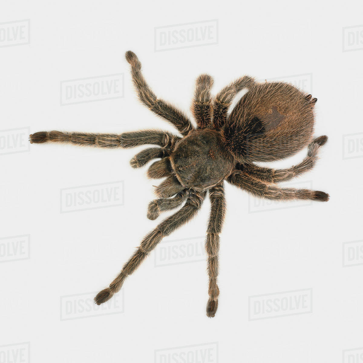 Spider on a white background - Stock Photo - Dissolve