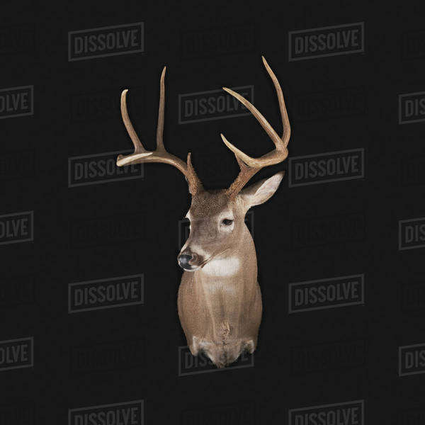 Deer head on a black background - Stock Photo - Dissolve