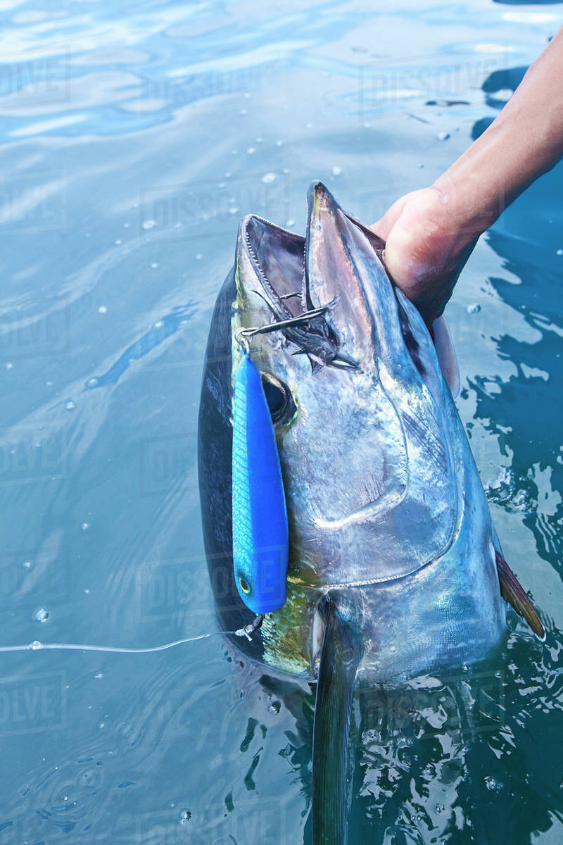 Fresh caught yellowfin tuna in the water with a lure in it's mouth ...