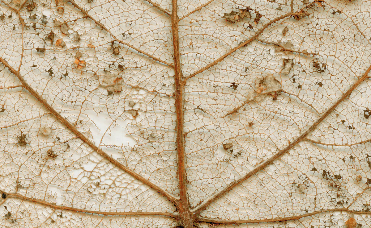 Detail of old dried leaf with veins showing inter-connectivity and ...