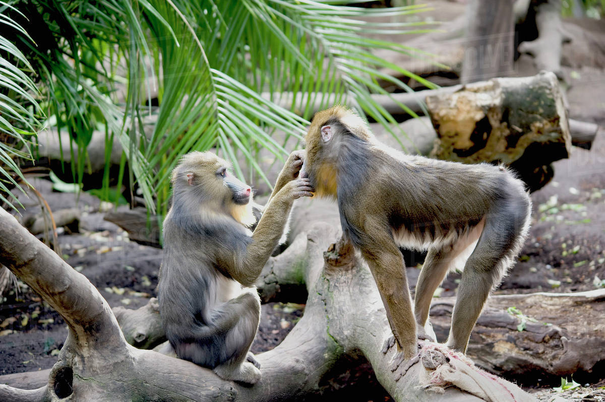 A monkey grooming another monkey;Adelaide australia - Stock Photo ...