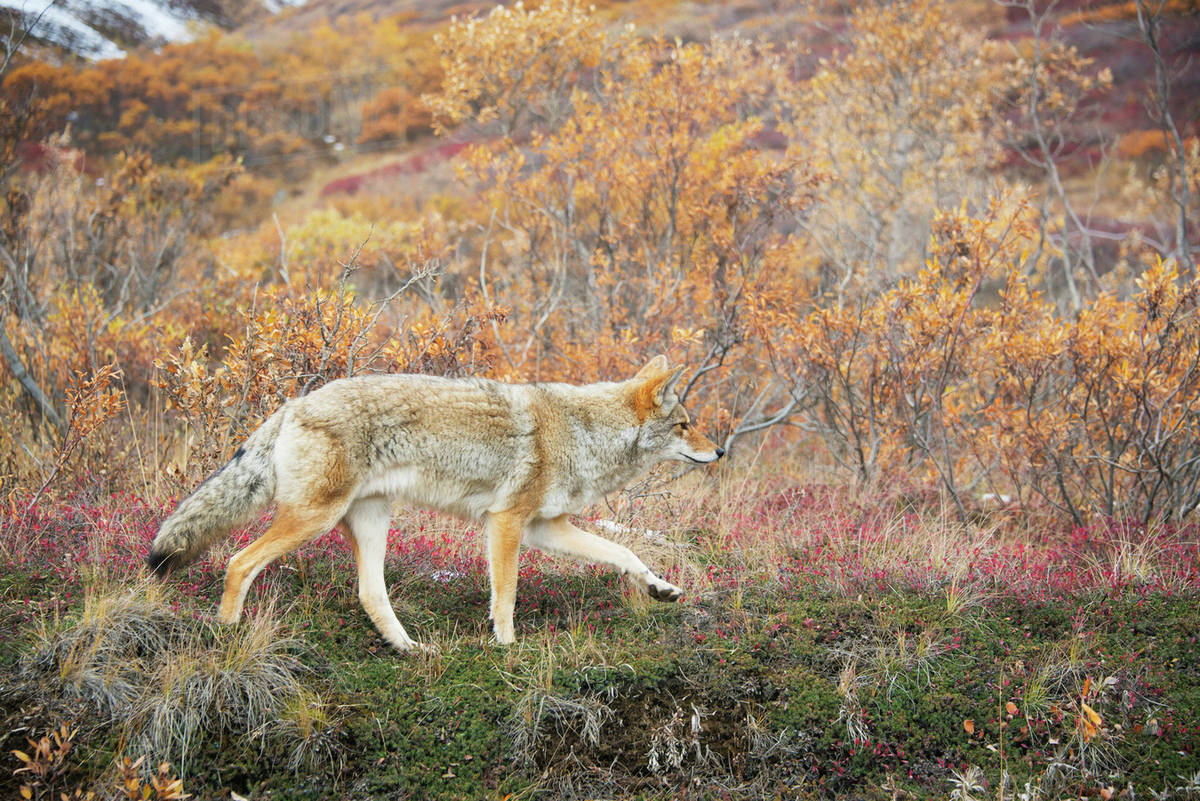 Coyote (canis latrans) hunts in autumn colors in denali national park ...