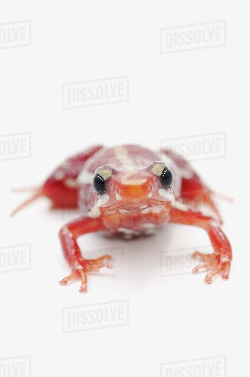 White-Striped Poison Dart Frog (Epipedobates Anthonyi) - Royalty-free ...