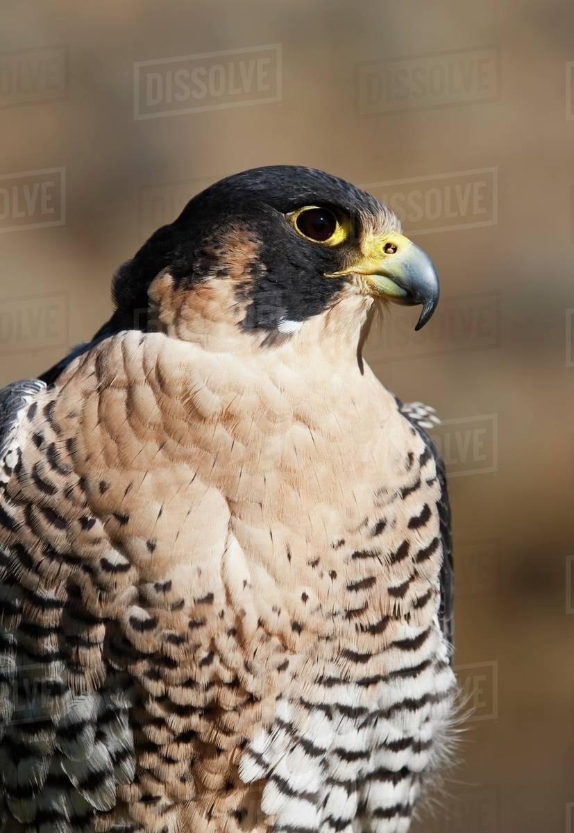 Peregrine Falcon (Falco Peregrinus); Montana, United States Of America ...